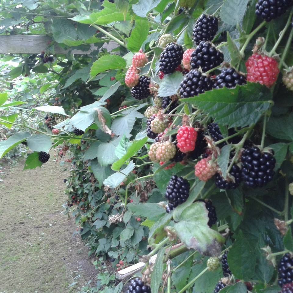 ქართველმა სტუდენტმა გიგანტური უეკლო მაყვალი მოიყვანა - Allnews.Ge